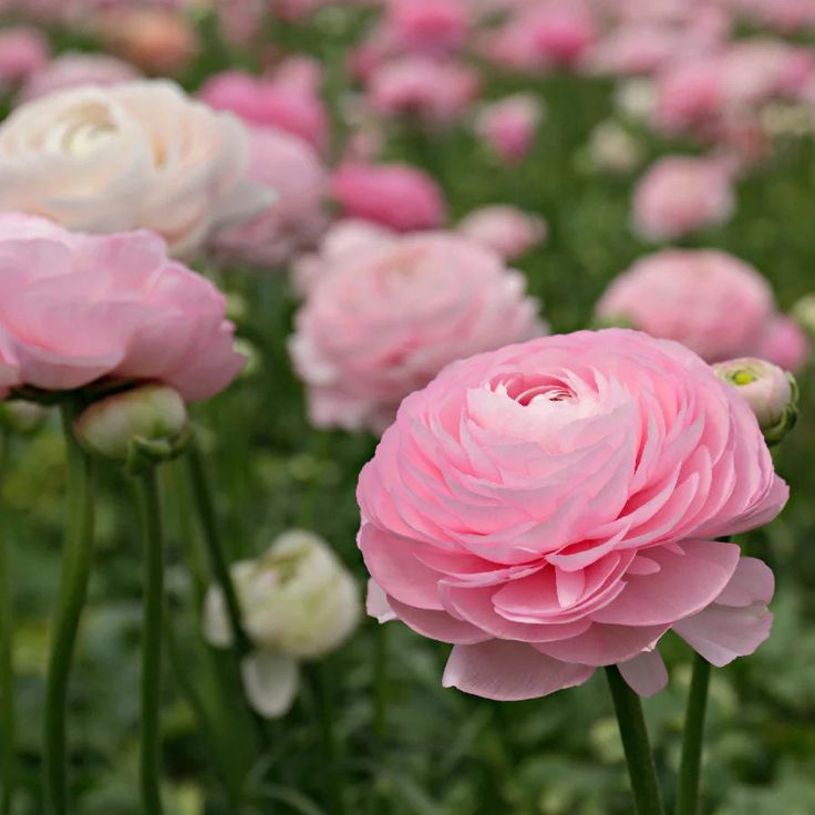 Ranunculus Amandine Pastel Pink | Buds&Blooms Co.